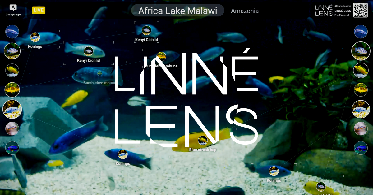 LINNÉ LENS Screen